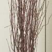 Birch Branches, Dried Brich Branch, Birch Tree Branches