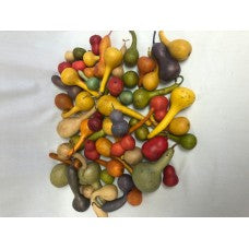 Assorted Gourds Case | 50 per Case | Small