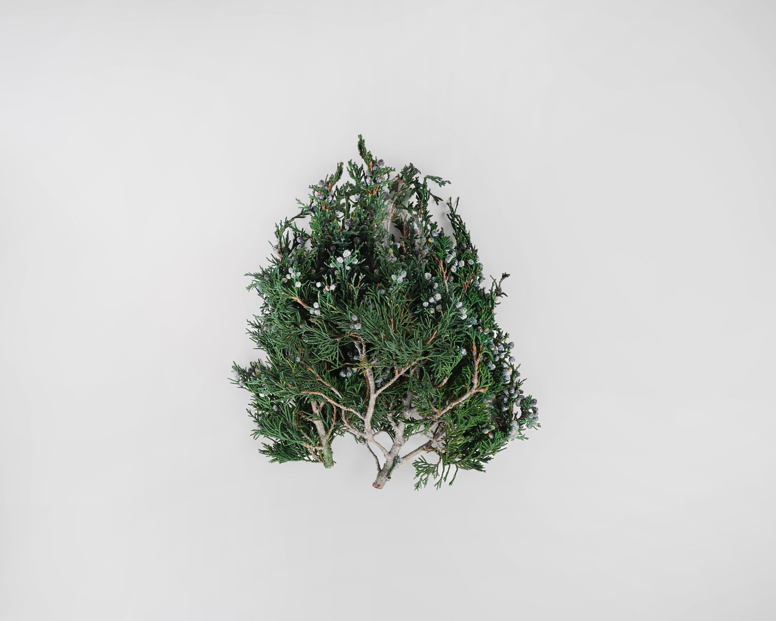Preserved Juniper Mini Tips - Juniper Boughs