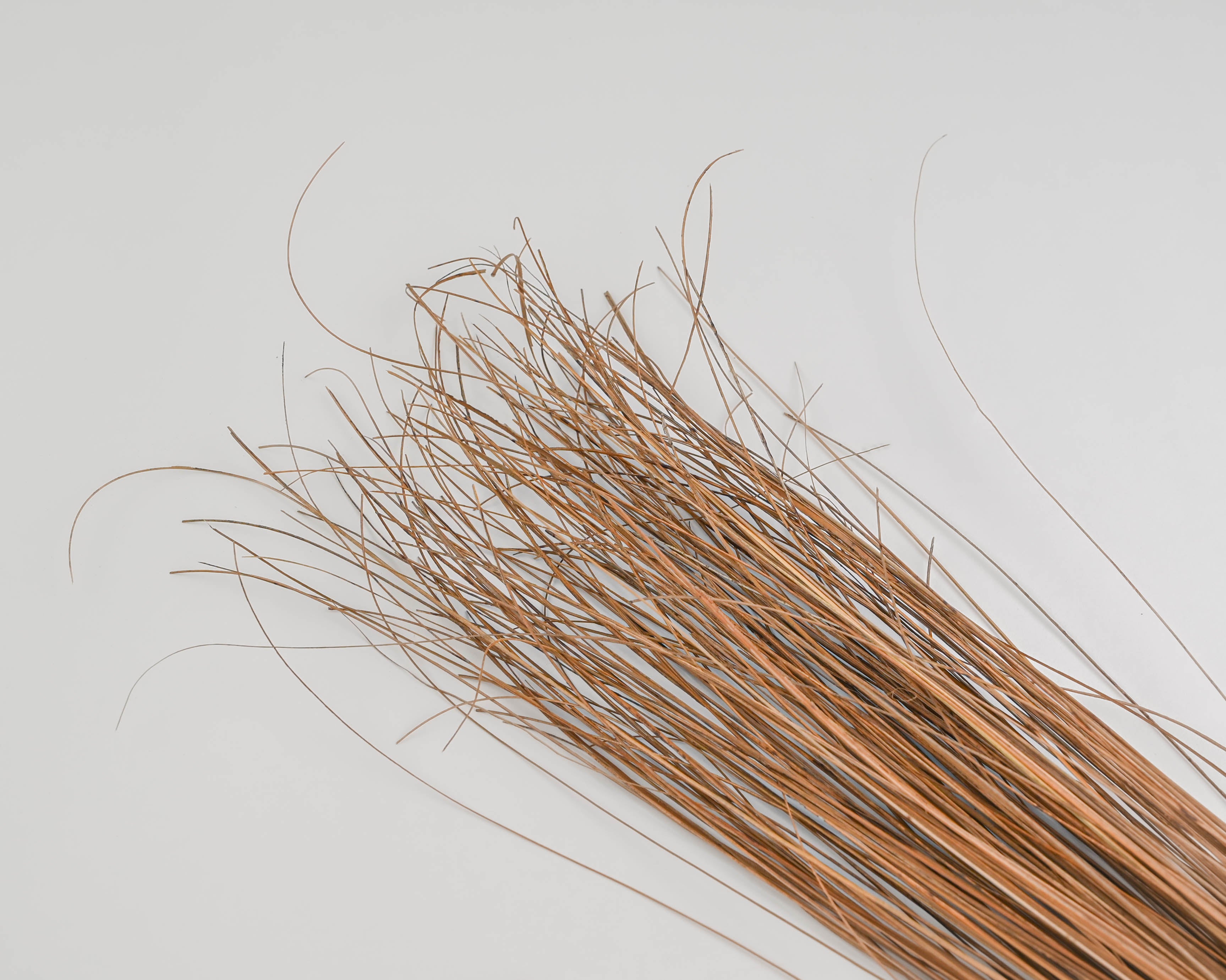 Long Straight Ting Ting Bunch | 30 Bunches | Natural