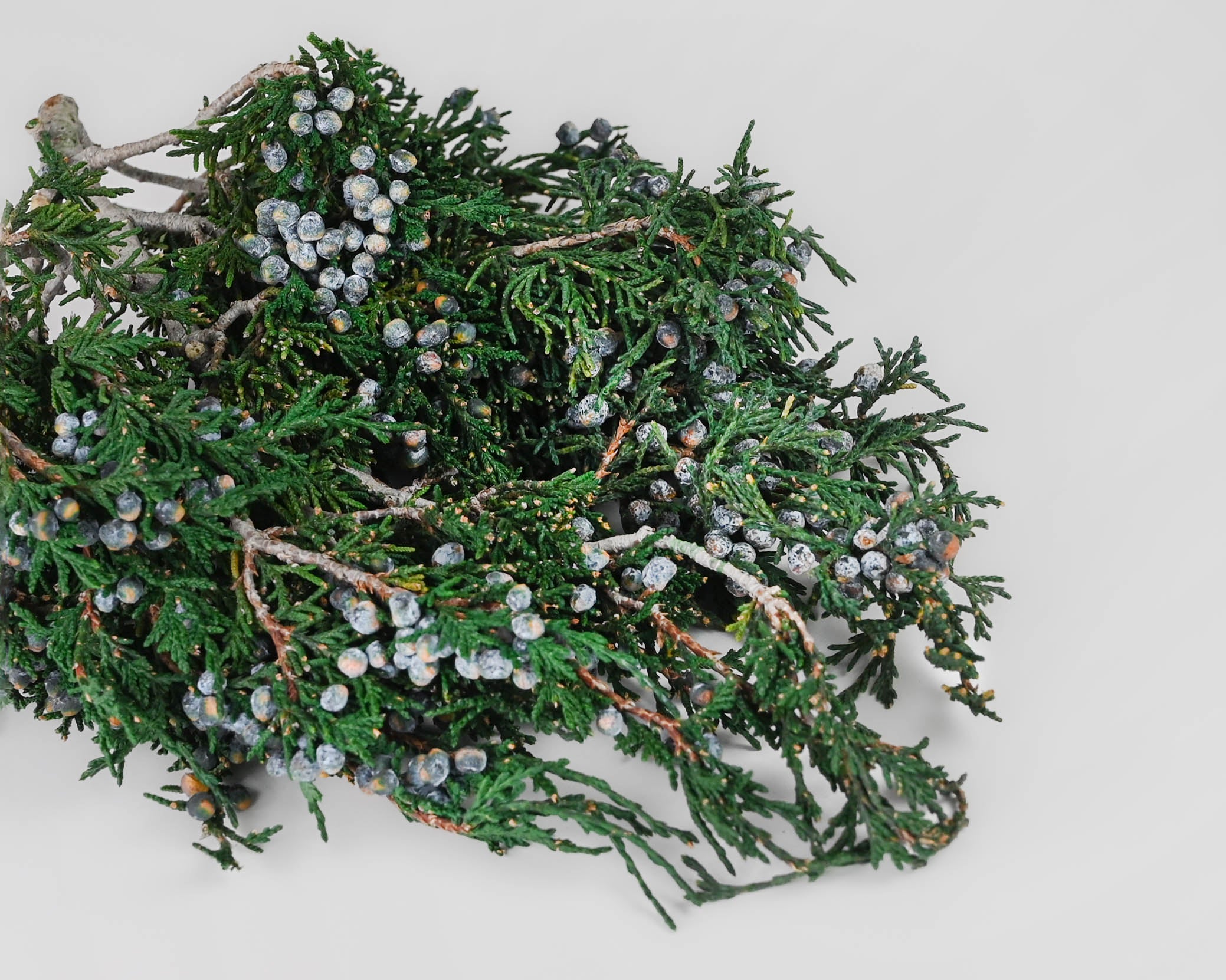 Preserved Juniper Mini Tips - Juniper Boughs | Green