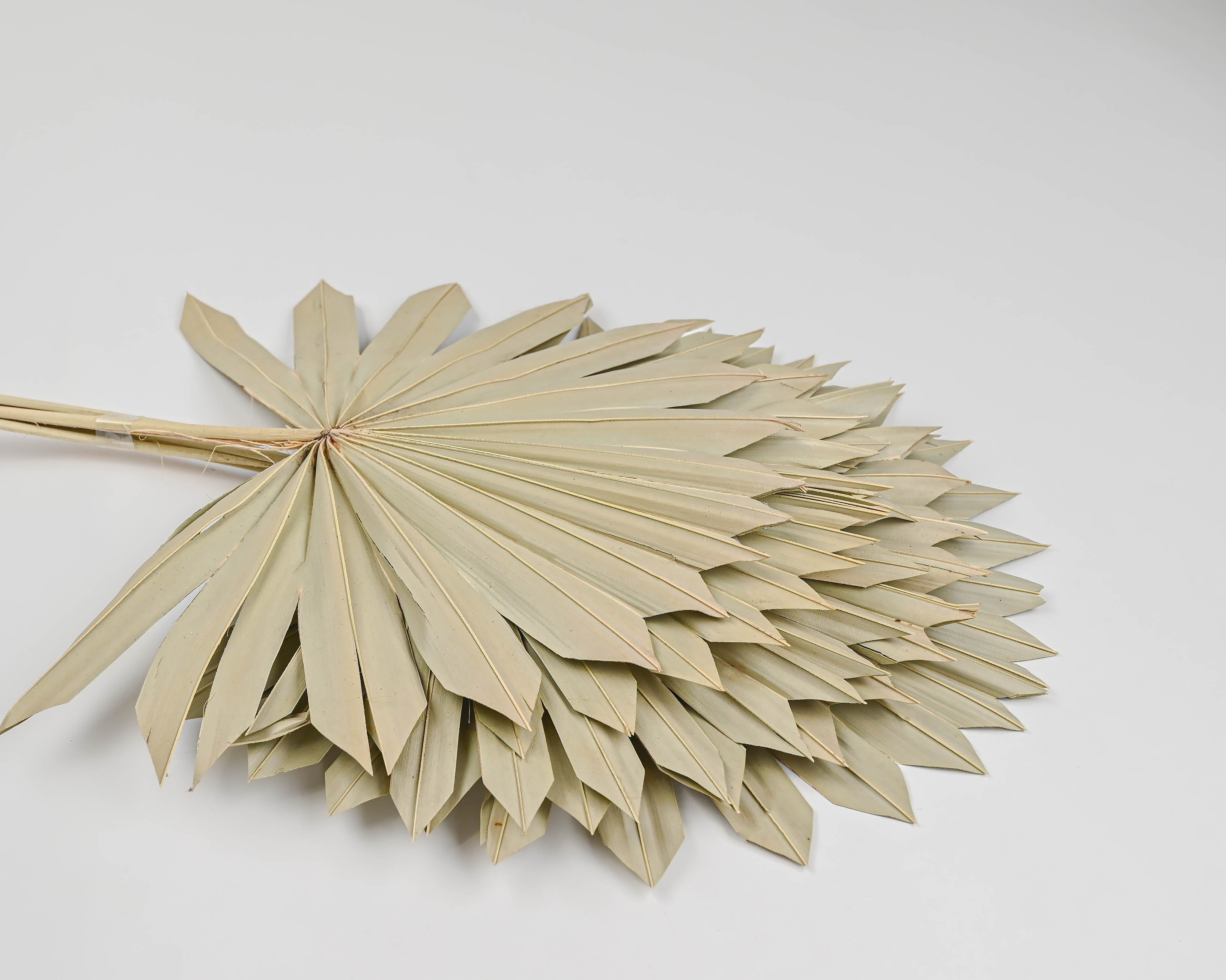 Dried Sun Palm