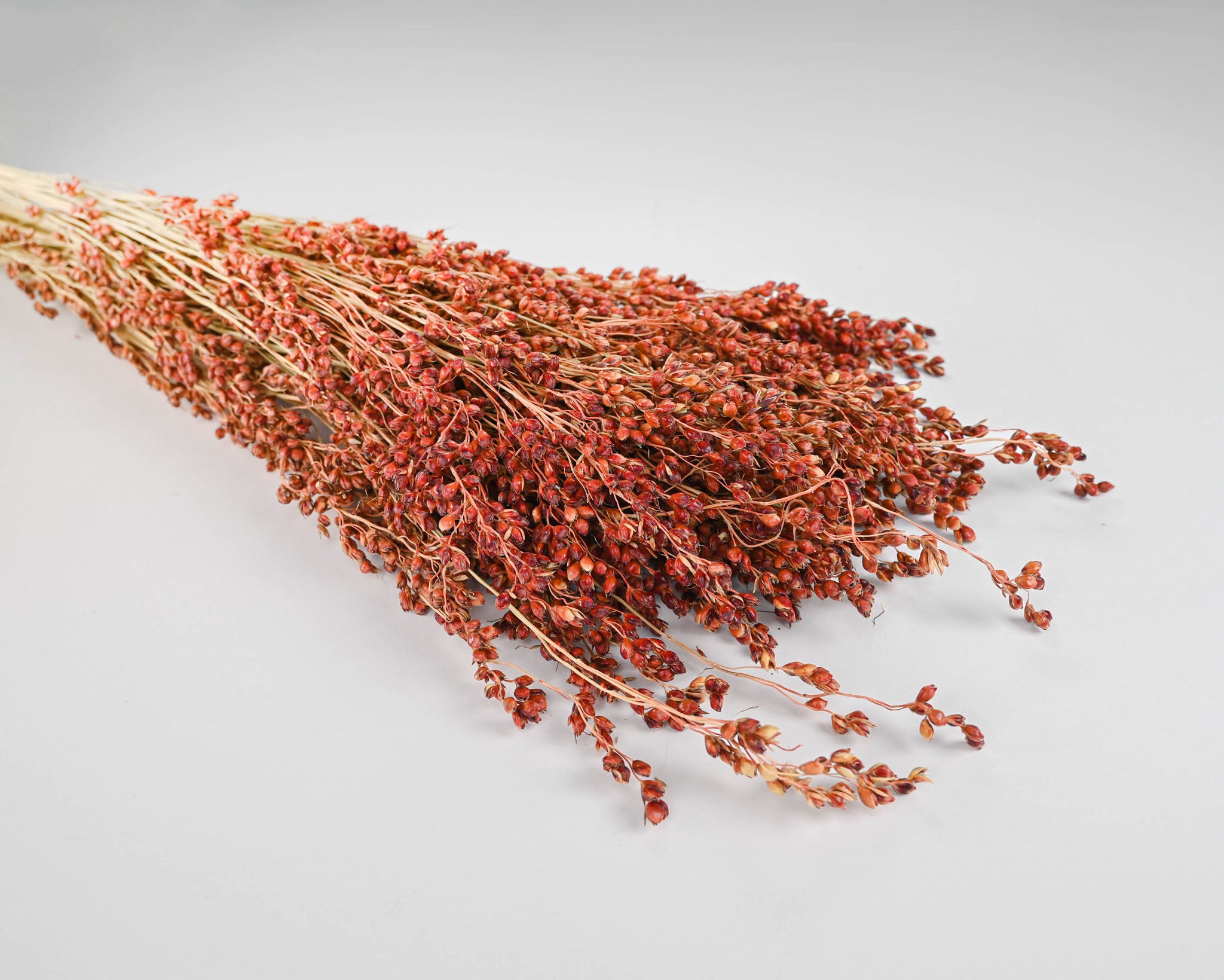 Dried Broom Corn - Decorative Broom Corn