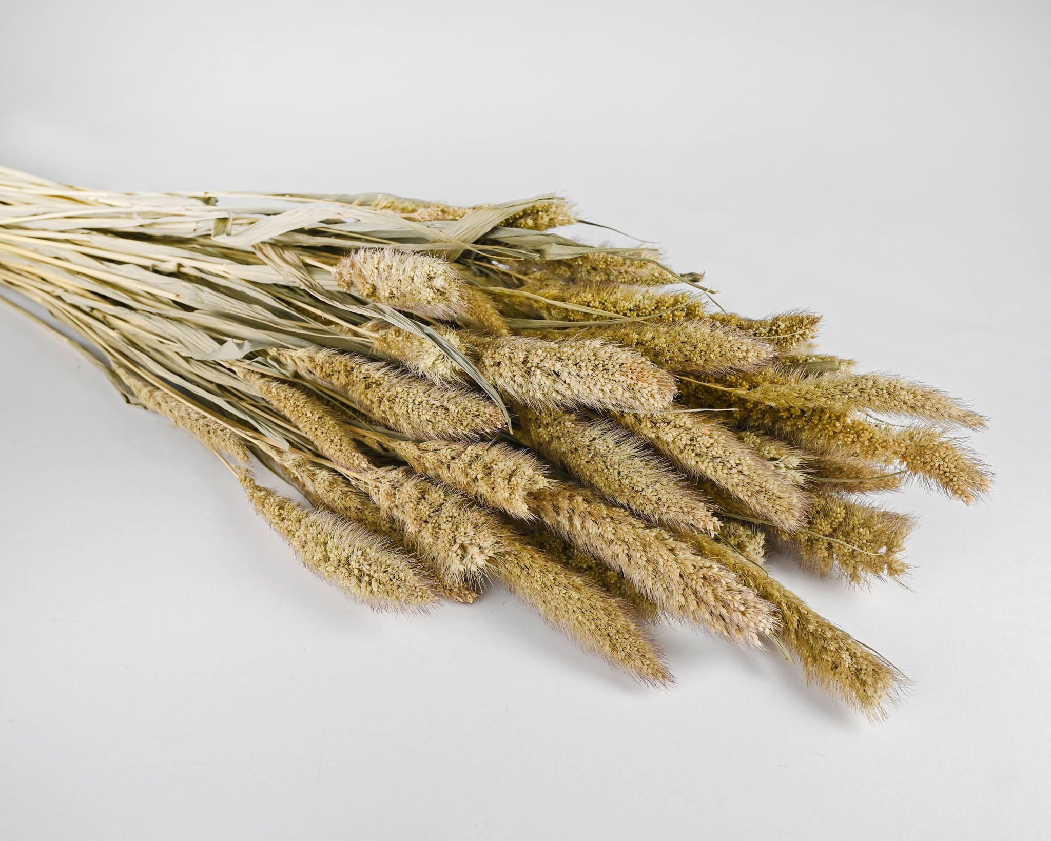 Dried Seteria Grass - Setaria Grass - Color Foxtail Millet