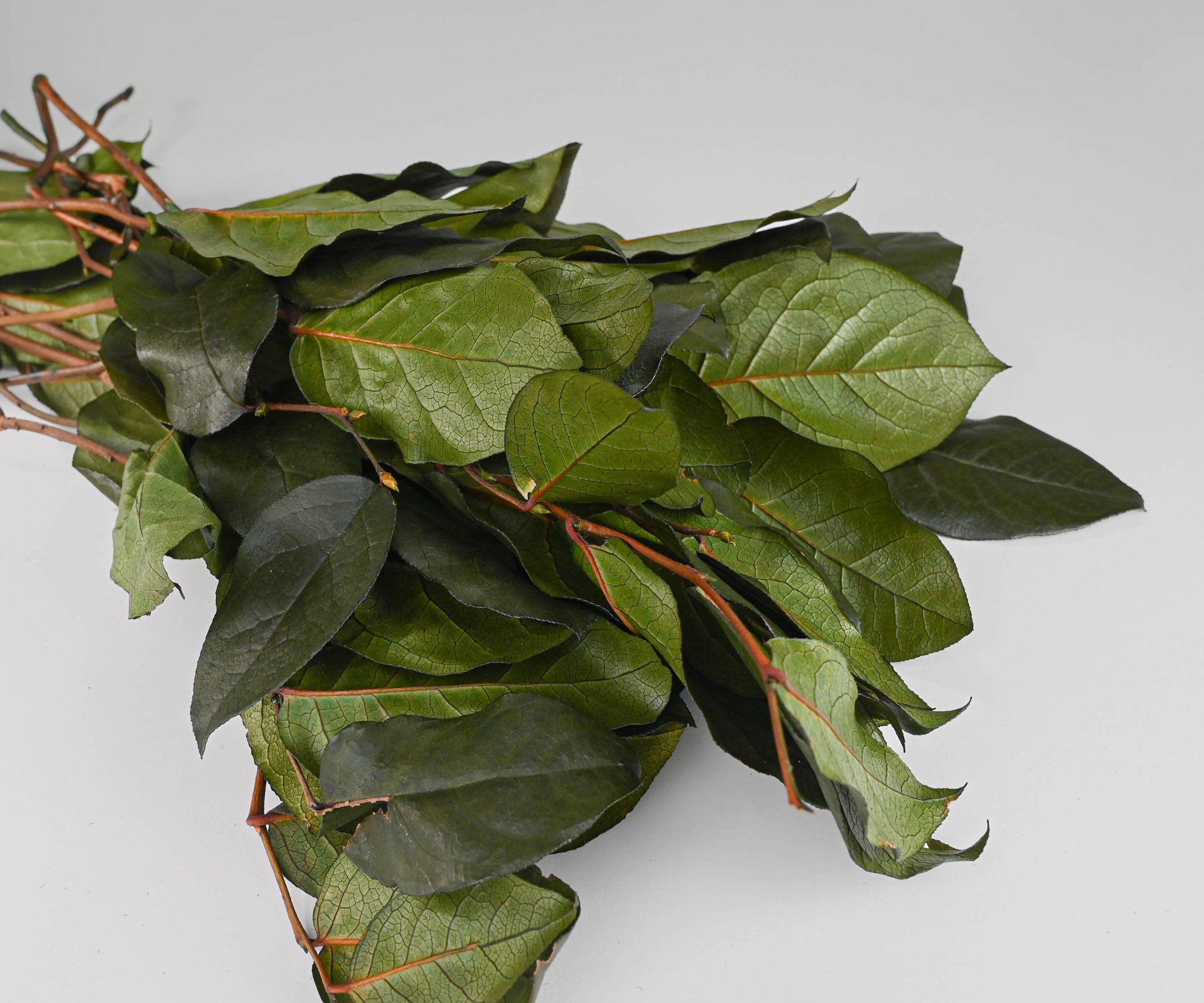 Preserved Lemon Leaf (Salal)