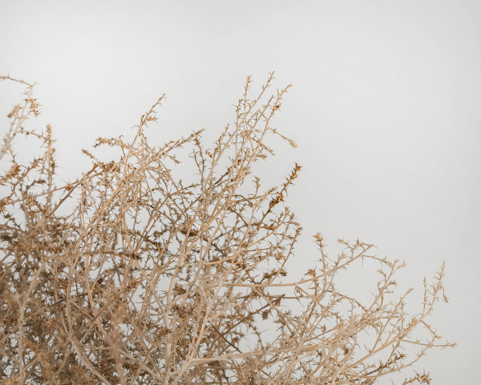 Gigantic Country Tumbleweed (Tumble weed)