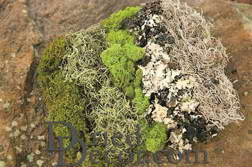 Dried Moss Assortment - Assorted Dried Moss