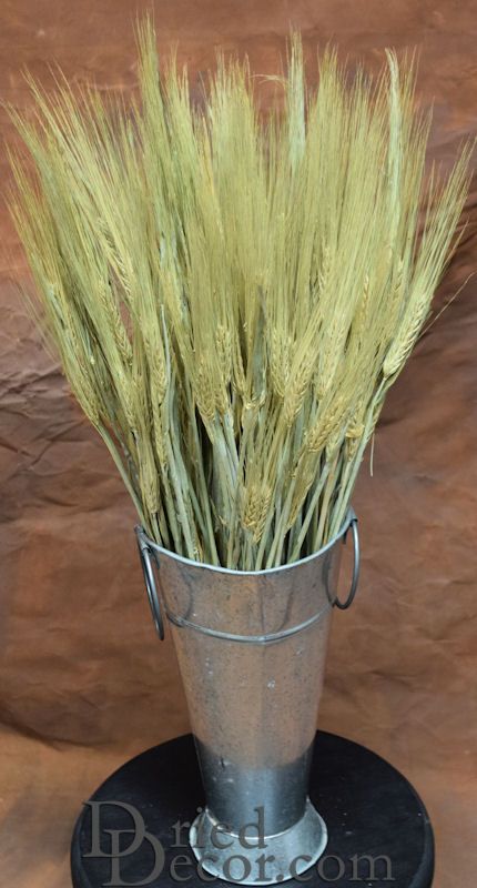 Dried Six Row Barley - Decorative Barley