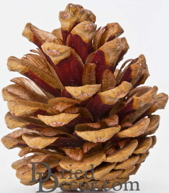 Red Pine Cones - Natural Red Cones